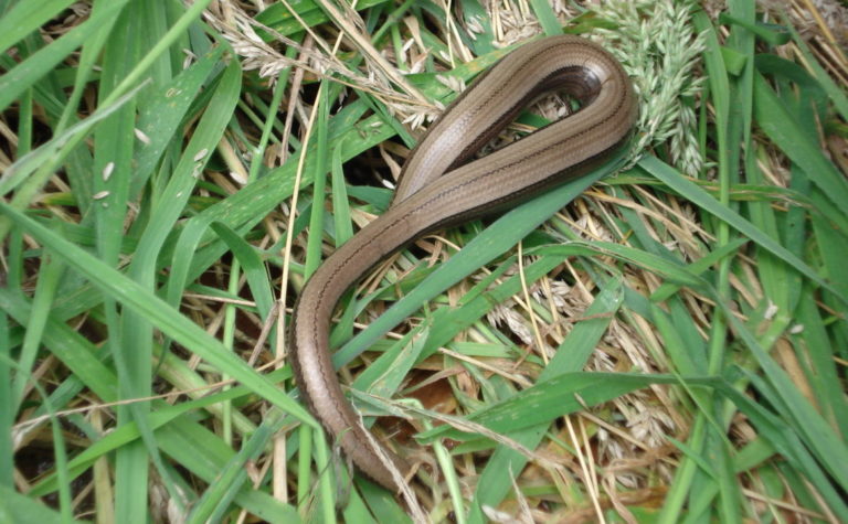 De Hazelworm – The Forest Diary